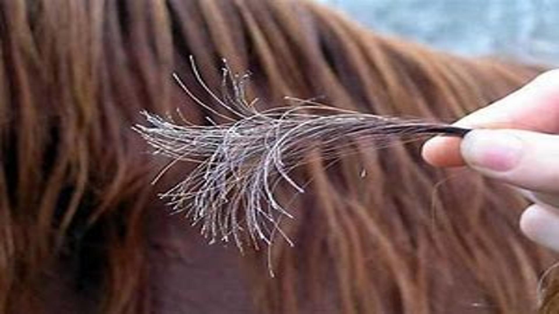 The ultimate solution for damaged, split ends and frizz without heat – Roona Beauty | رونا بيوتي